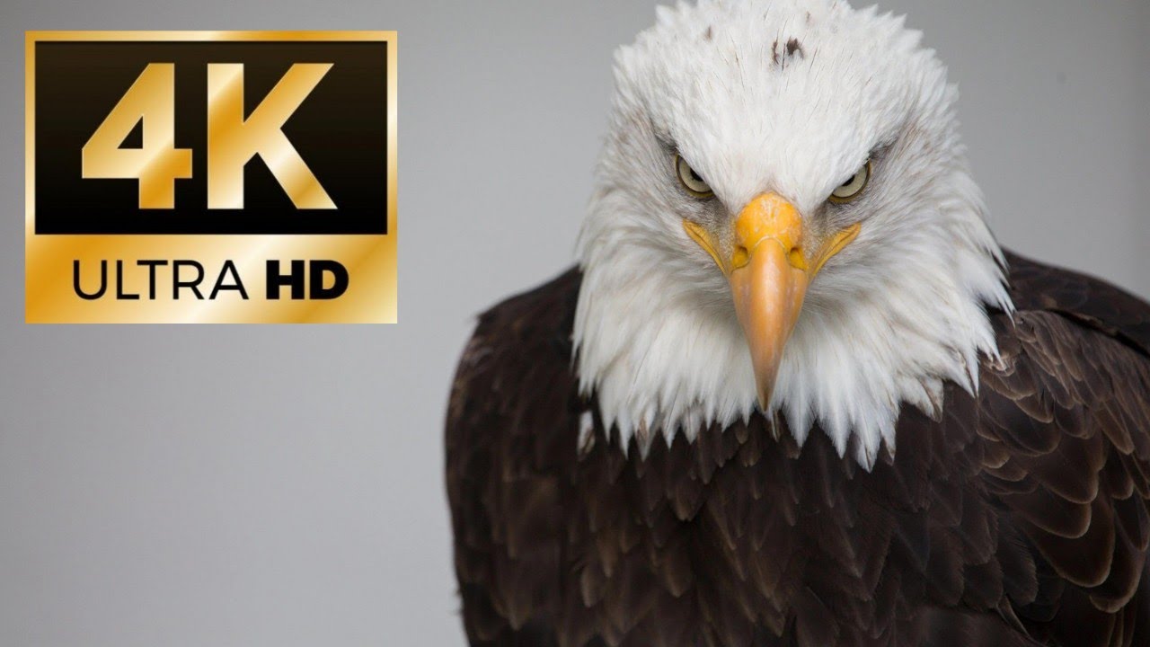 THE EAGLE 4K RESOLUTION VIDEO(HDR 30fps) 22 minutes video combining of ...