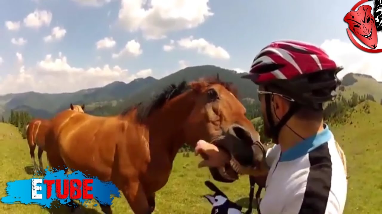 😂 ANIMALS BEING JERKS! #1 | Fails Compilation - YouTube