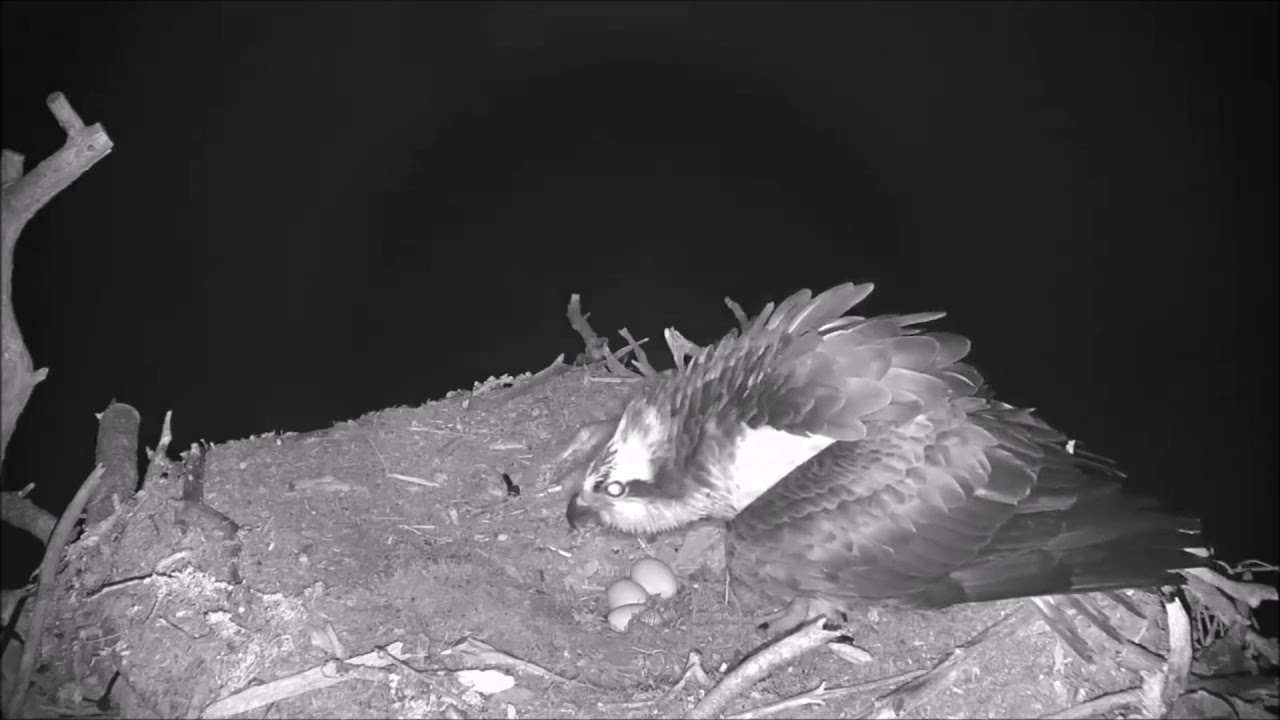 LArkaig/05-02-19/03:21 Owl rush Aila in the early morning(with slow ...