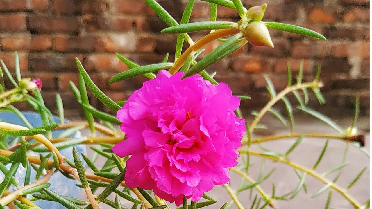 || SANJIVINI BUTI FLOWER |🌸| #flowers #gardening - YouTube