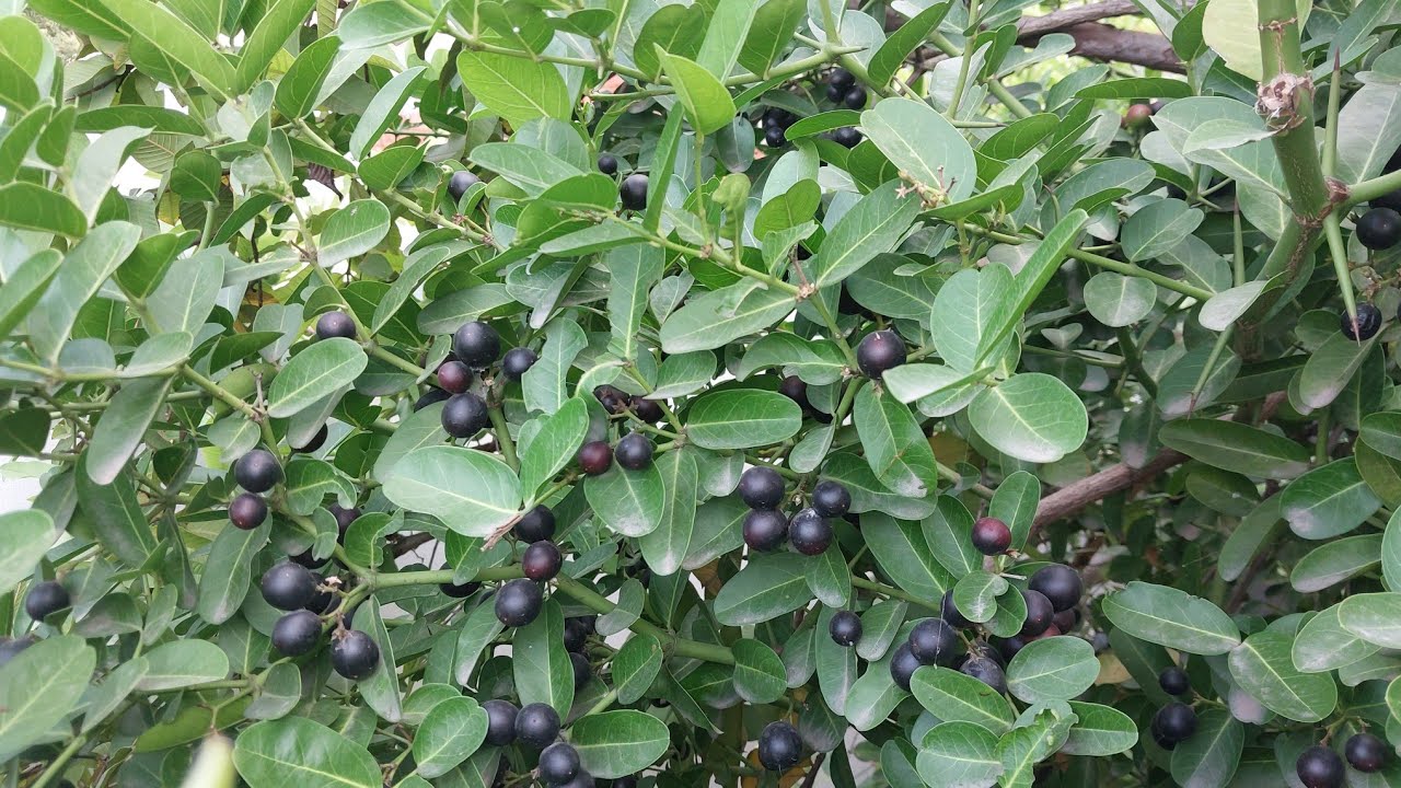 #Grapes laga vunna e fruits// Me lo entha mandhiri ki telusu - YouTube