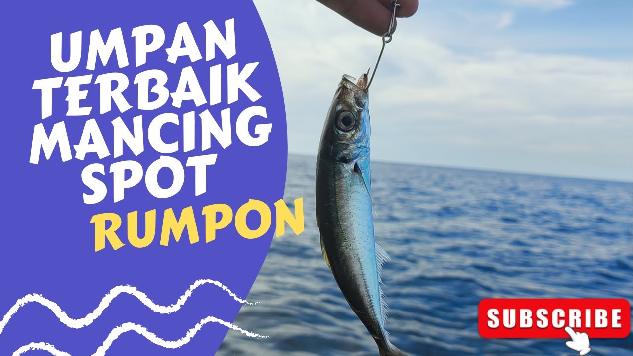 FULL STRIKE!! Musim ikan Mahi-mahi/lemadang sudah tiba. Ngoncer ikan ...