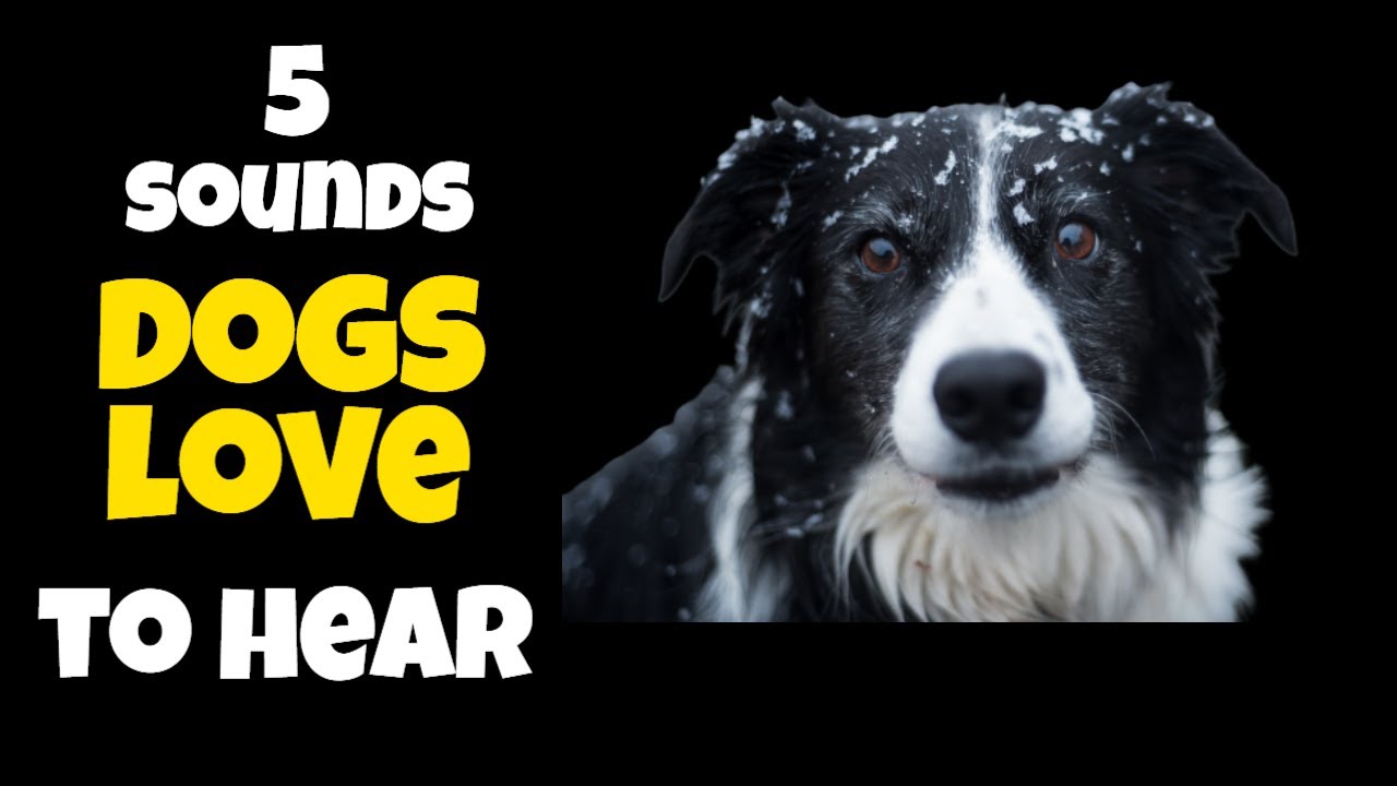 5 Sounds Dogs Love To Hear (CPV) - YouTube