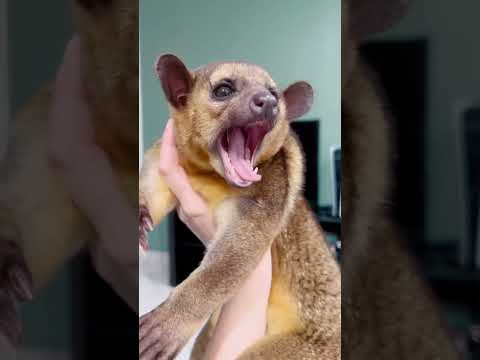 Are Fox Pets Legal In The State Of South Carolina