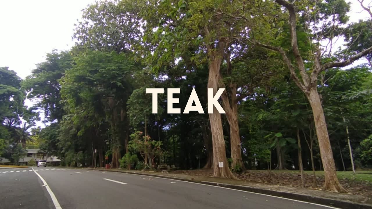 Teak (UPLB Centennial Heritage Trees) - YouTube