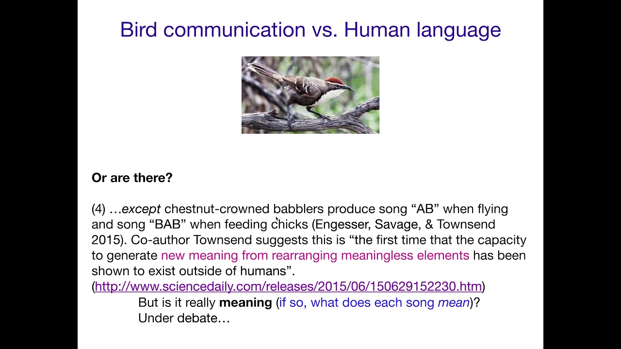 Acquisition of Language 1: Birdsong & Language Differences - YouTube