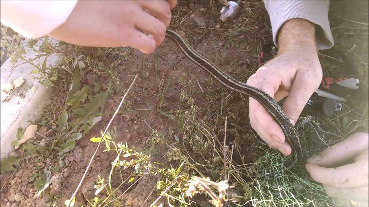 Garter Snake Rescue [Wisconsin Dells] How To Save A Life - YouTube