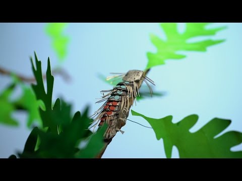 Invisible Nature: Invasion of the Caterpillars | bioGraphic