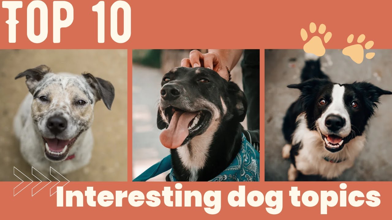 Interesting dog topics #dogs - YouTube