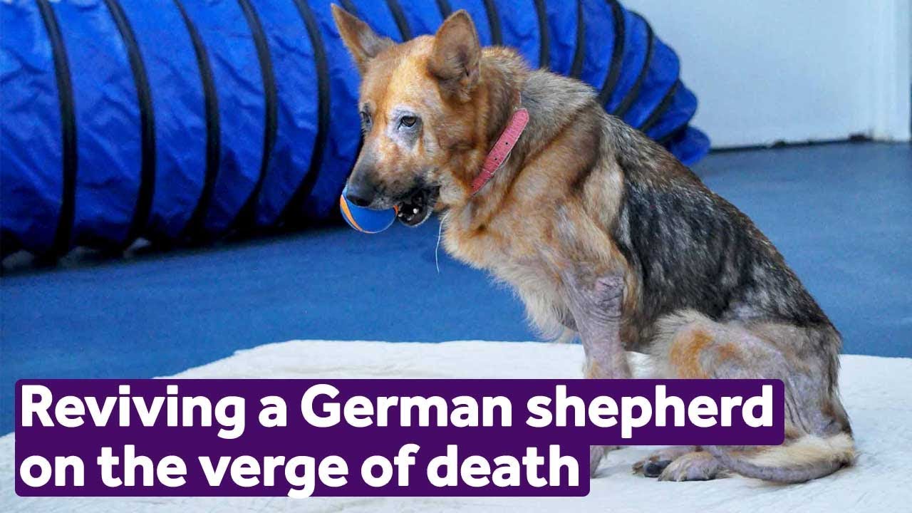 Reviving a German shepherd on the verge of death | Mayhew - YouTube