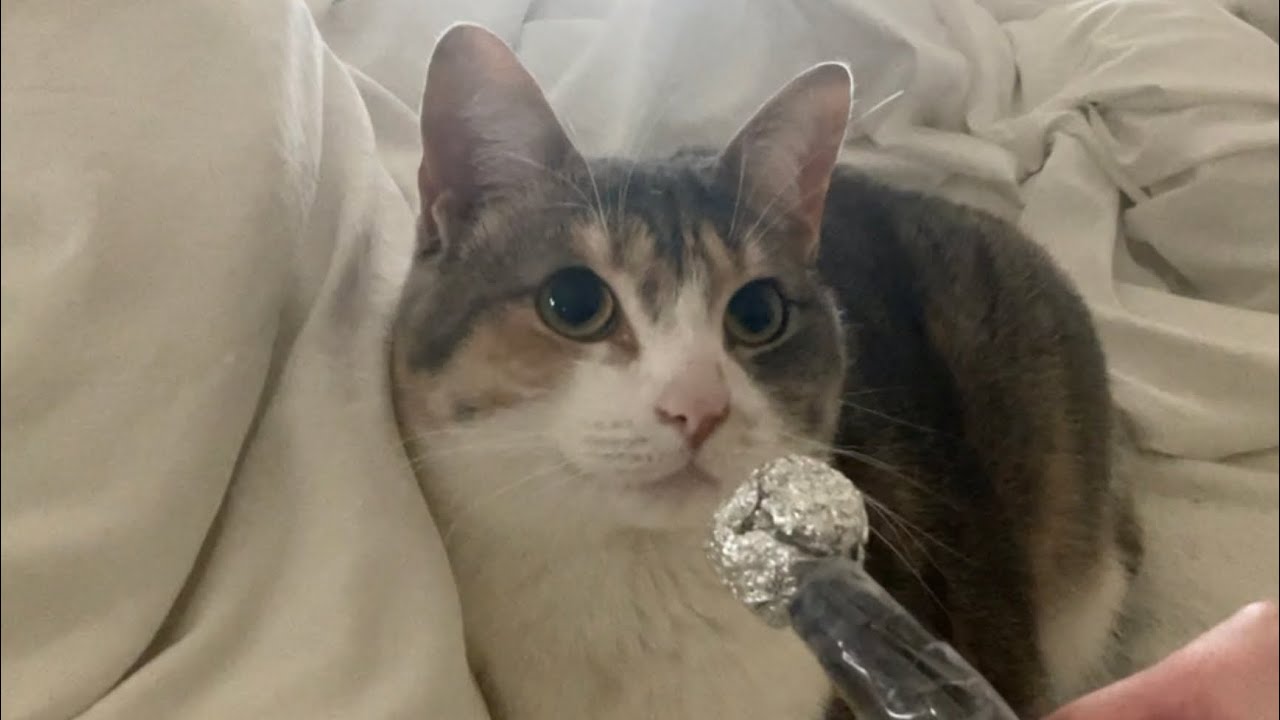 I interviewed my cats to try to get answers out of them!🐈 - YouTube