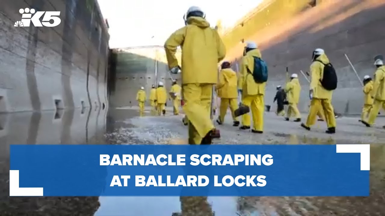 Barnacle scraping at Ballard Locks - YouTube