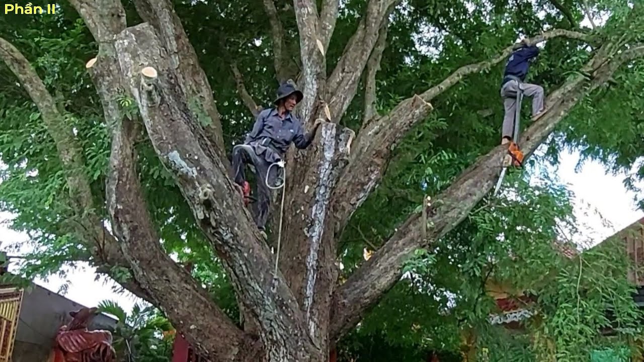 Cưa Cây Me Siêu Khủng Lồ ở Núi Sập / Sawing Super Giant Tamarind Tree ...