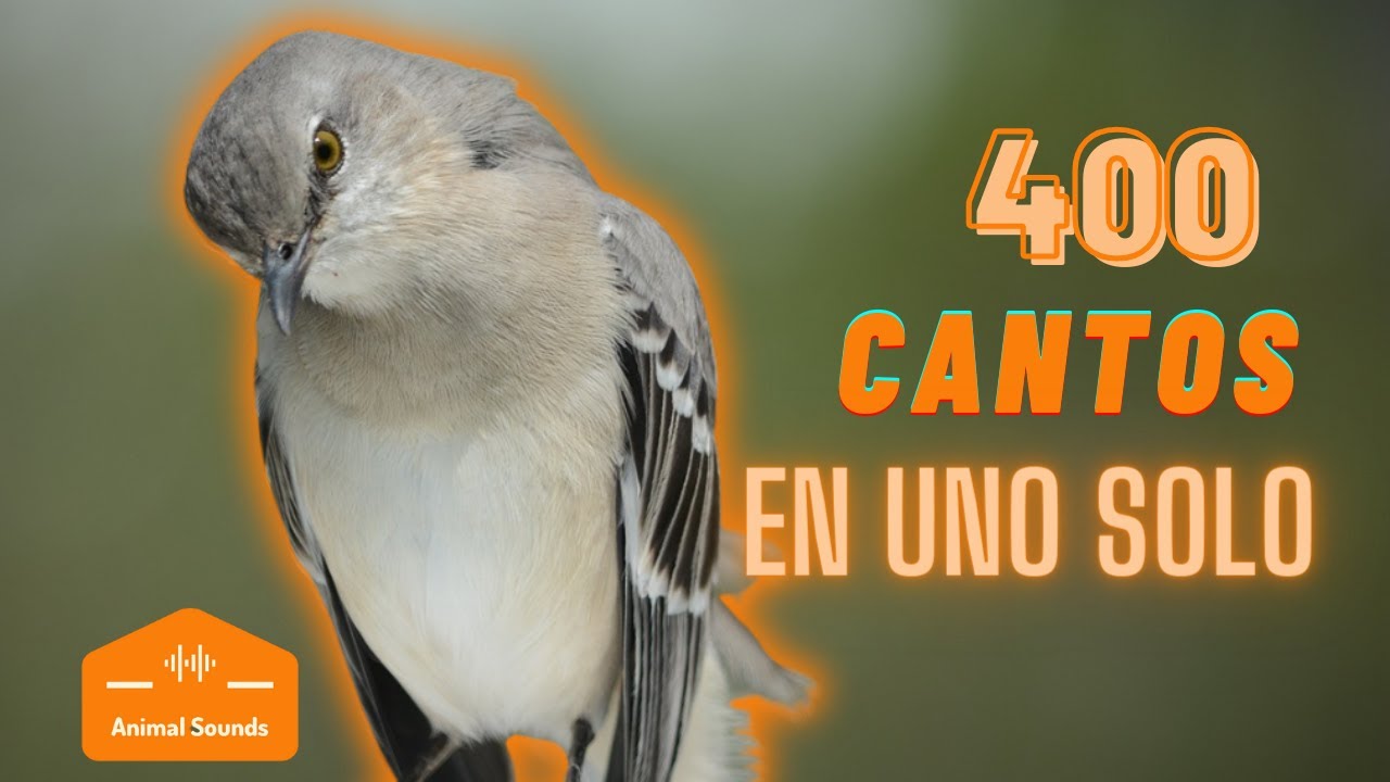 Sinsonte Cantando [SINSONTE NORTEÑO] ¡Sinsonte Sonido! Mimus ...