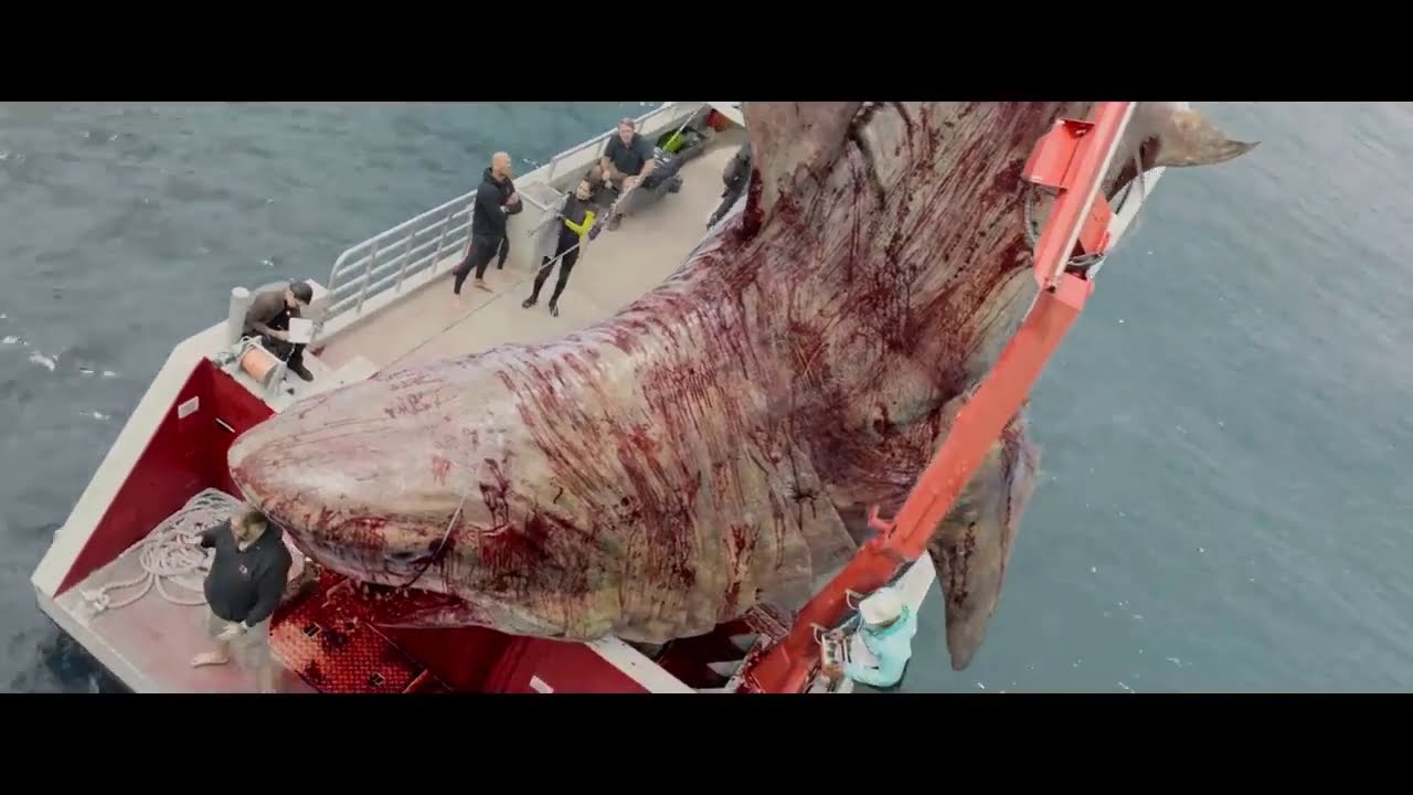 Megalodon Jumps Out Of Water Scene - The Meg (2018) Movie Clip HD - YouTube