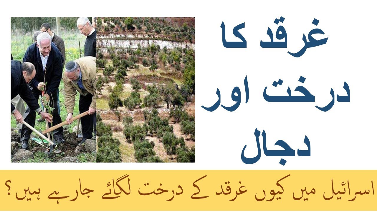 Why Israeel plants Ghurqad Trees || Dajjal & Ghurqad Tree || Dajjal ...