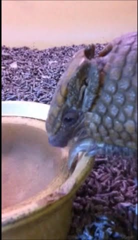 How does an armadillo drink? - YouTube