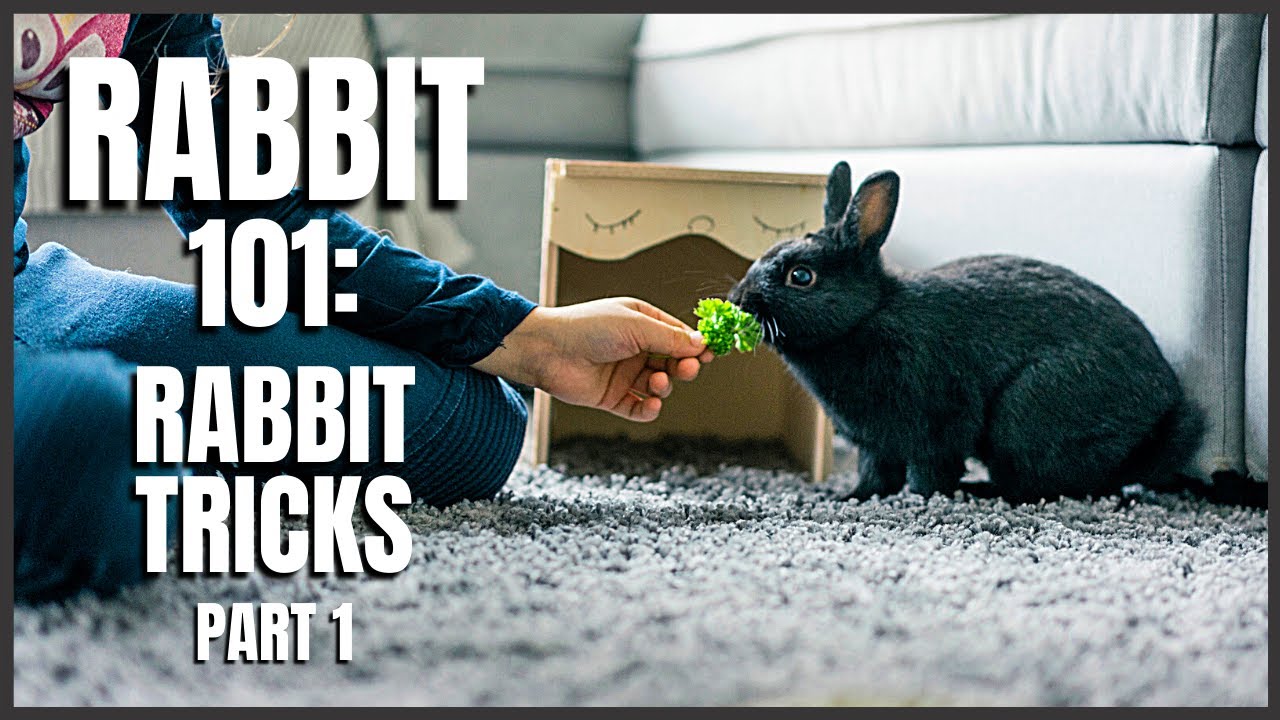Rabbit 101: Rabbit Tricks (Part 1) - YouTube