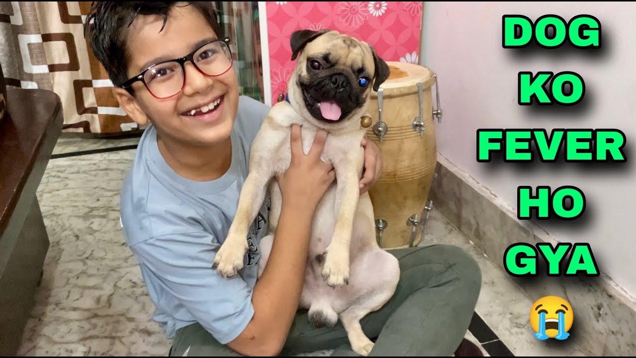 Rocky Ko Fever Hogya 😭 Dog Ko Fever 😌 Dogs ko Hui Bimari 🥱# ...