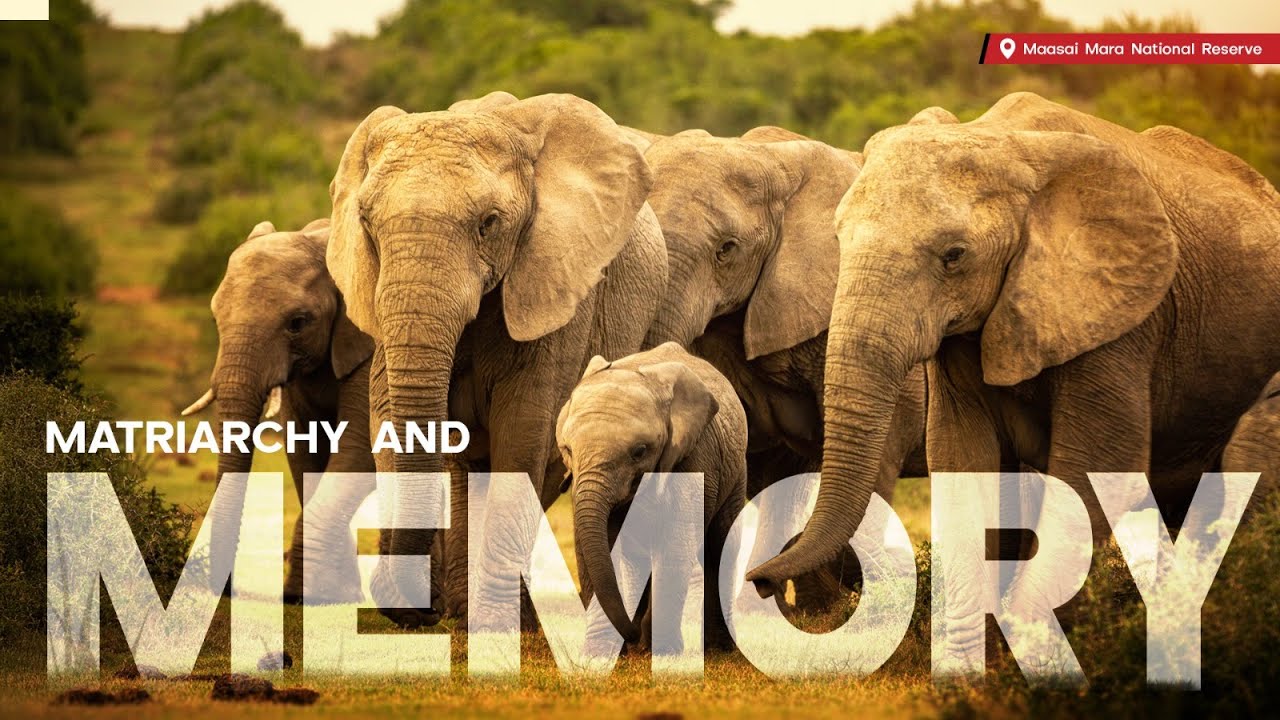 Matriarchy and Memory: Elephants of the Maasai Mara | Environment ...