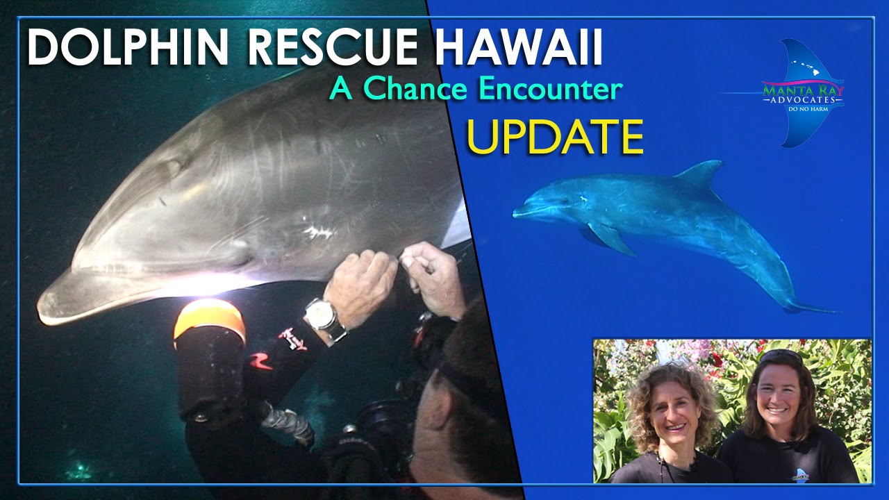Dolphin Rescue Hawaii - Update: A Chance Encounter - YouTube