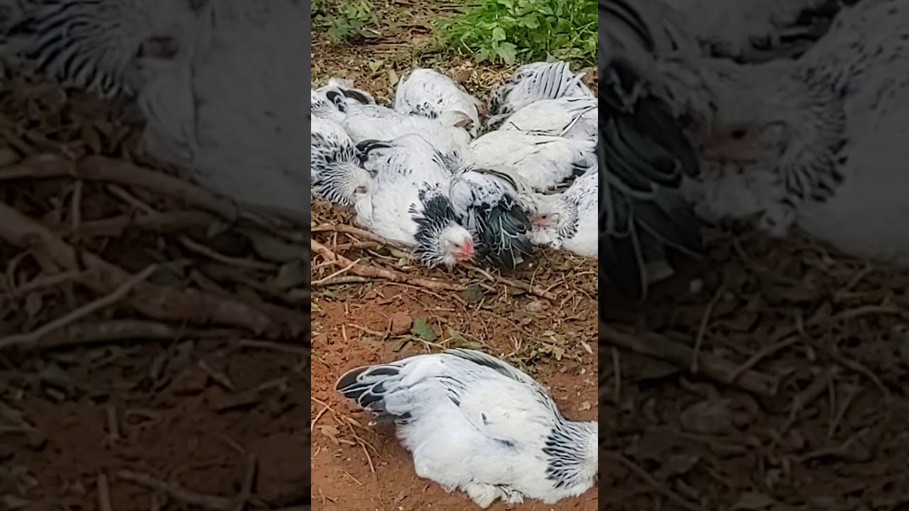 3 month old Brahma Chickens having fun on the homestead! ☺️🐓 - YouTube