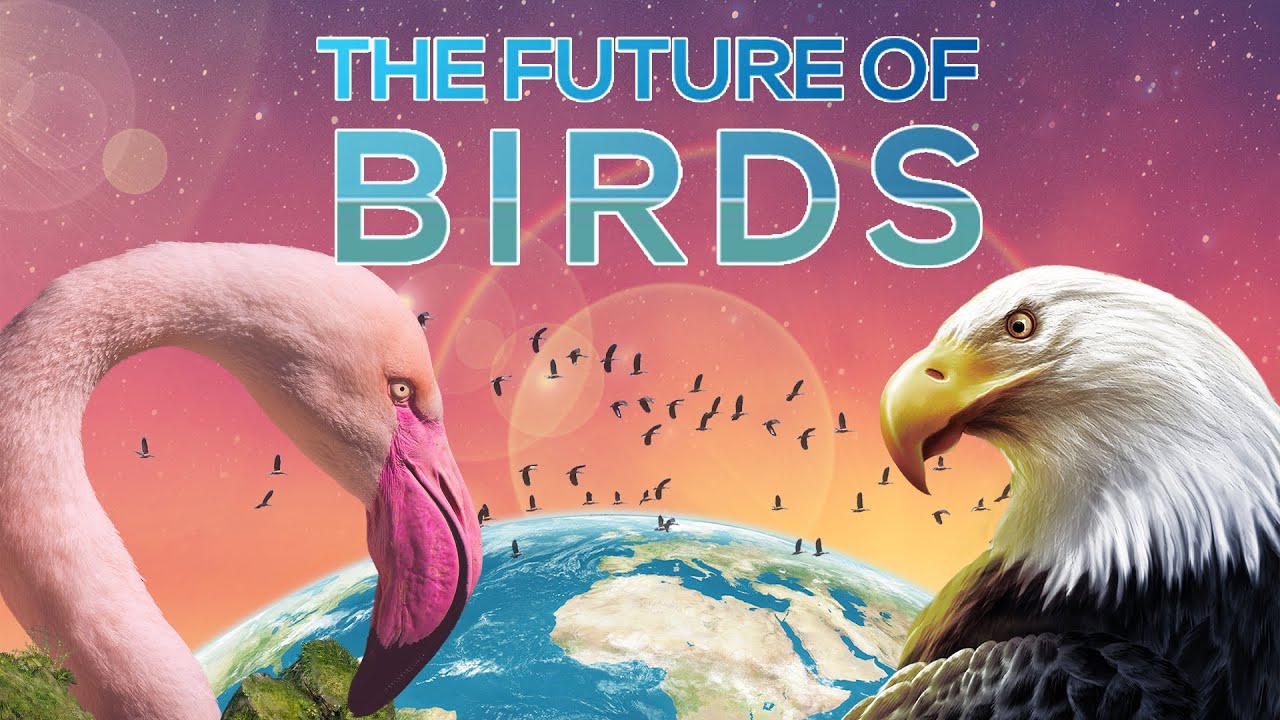 The Future of Birds - trailer - YouTube