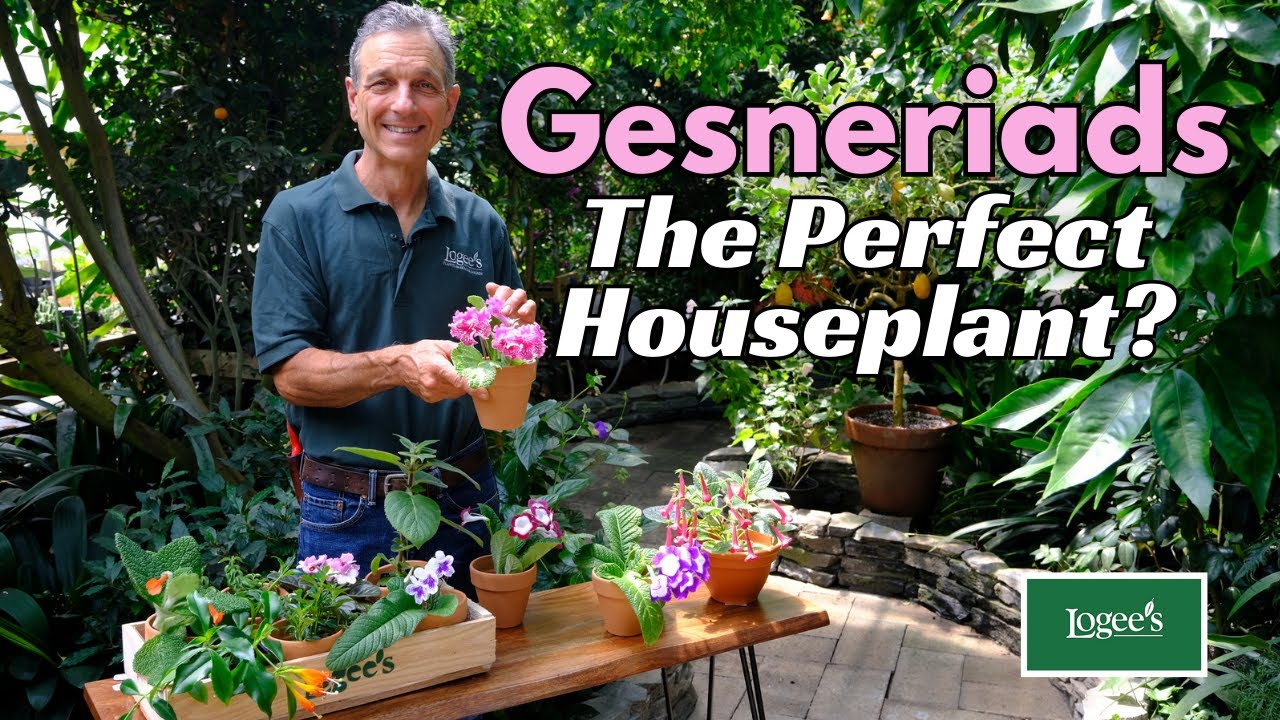 Gesneriads... The perfect houseplant? - YouTube