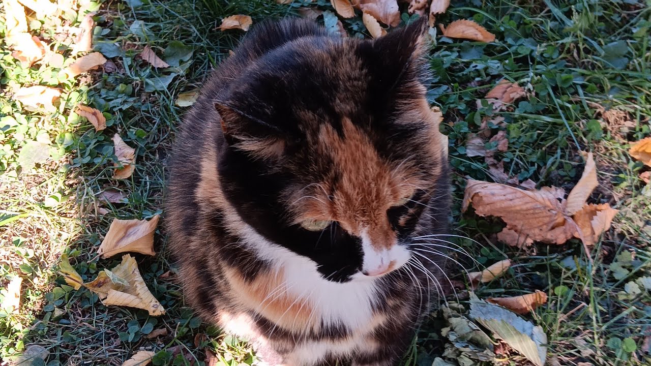 Got Another Visit From Stumpy The Cat - YouTube