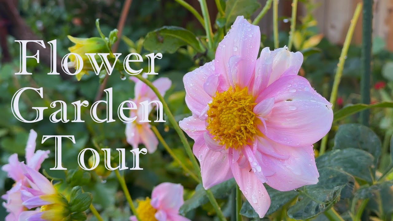 My Flower Garden After the Rain | Flower Garden Tour - YouTube