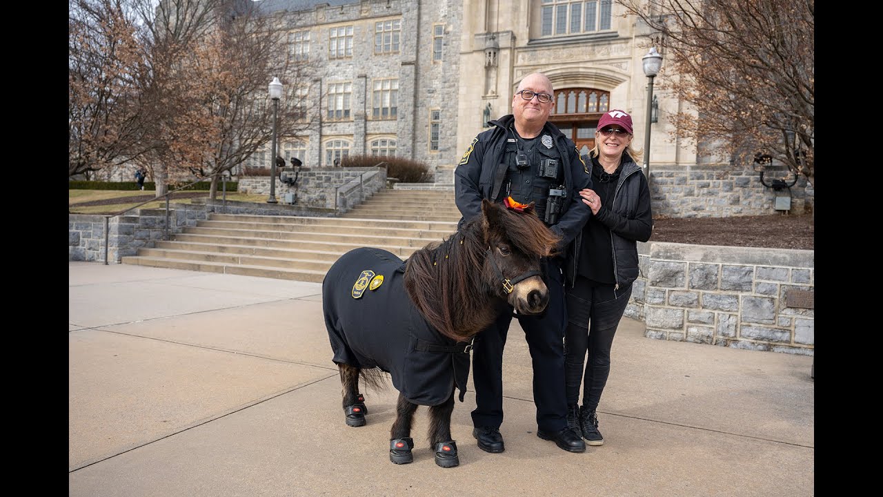 Meet Ringo, the police patrol pony - YouTube