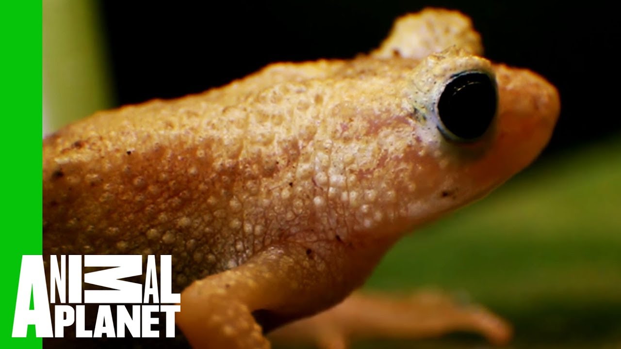 See How The Endangered Spray Toad Is Making A Comeback | The Zoo - YouTube