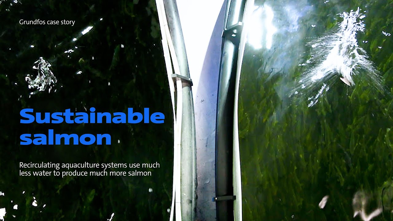 Healthier and ‘greener’ salmon with RAS system - YouTube