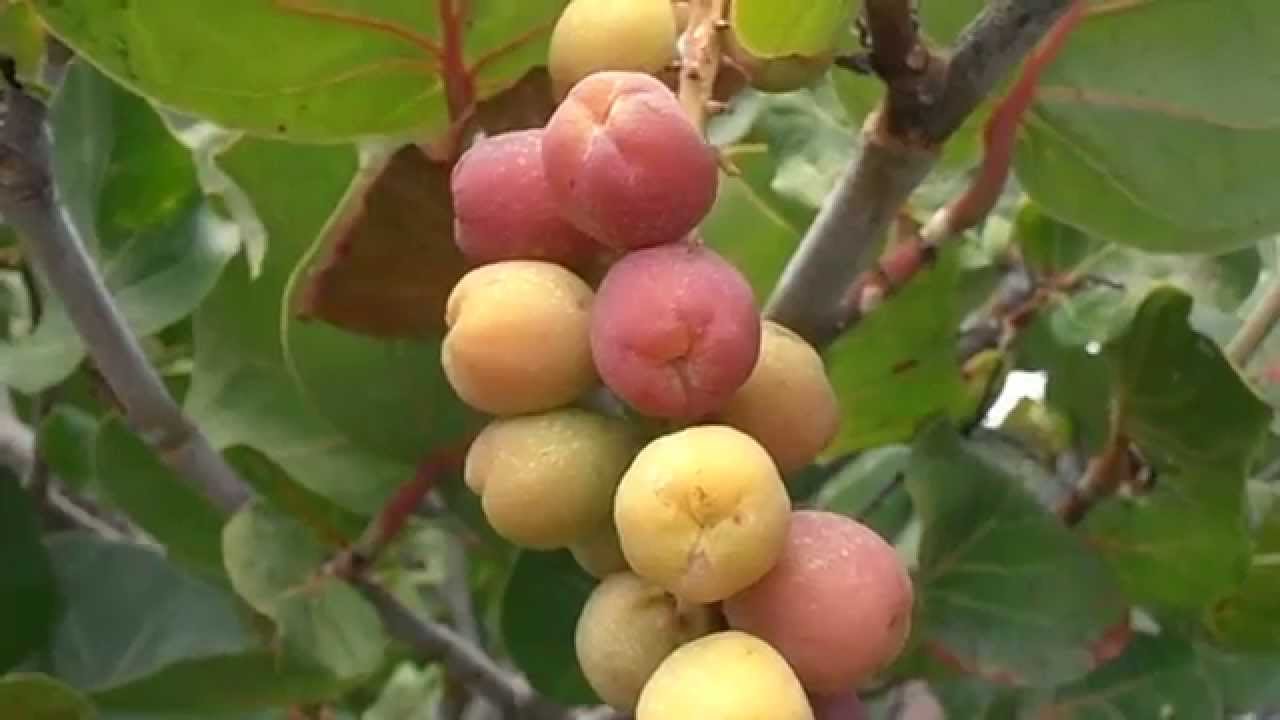 UVA DE PLAYA: Coccoloba uvifera (www.riomoros.com) - YouTube