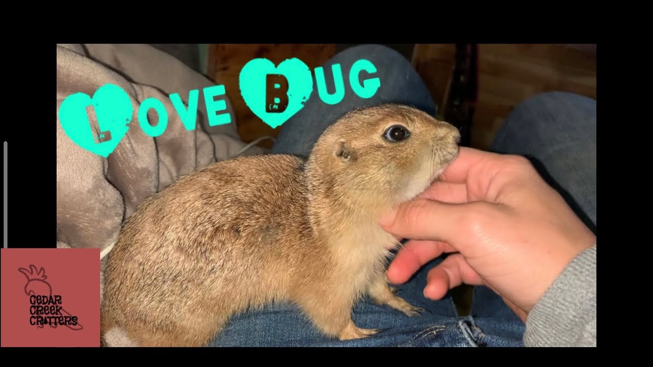 Do Prairie Dogs Bite