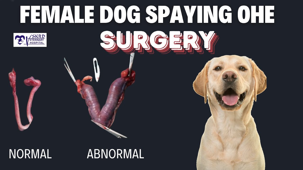 #79 FEMALE DOG SPAYING OHE SURGERY | PREVENT REPRODUCING ...