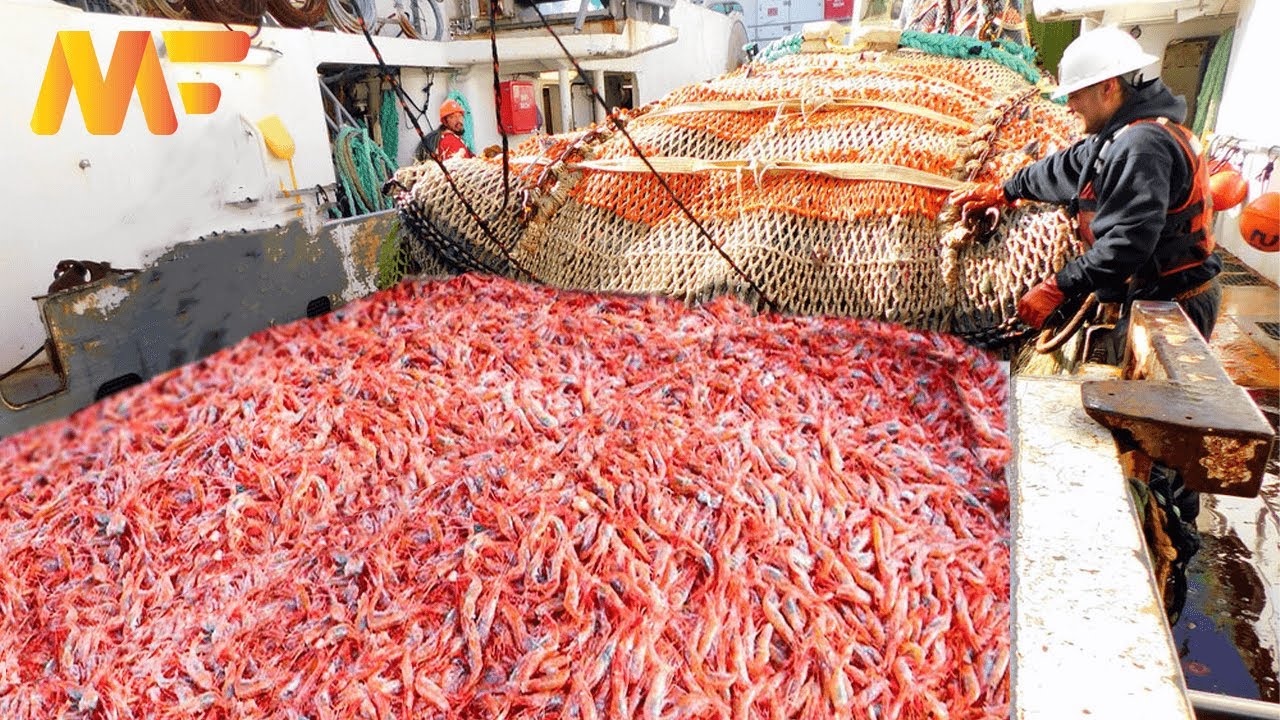 How To Fishing Million Tons Of Shrimp | Shrimp Processing Factory ...