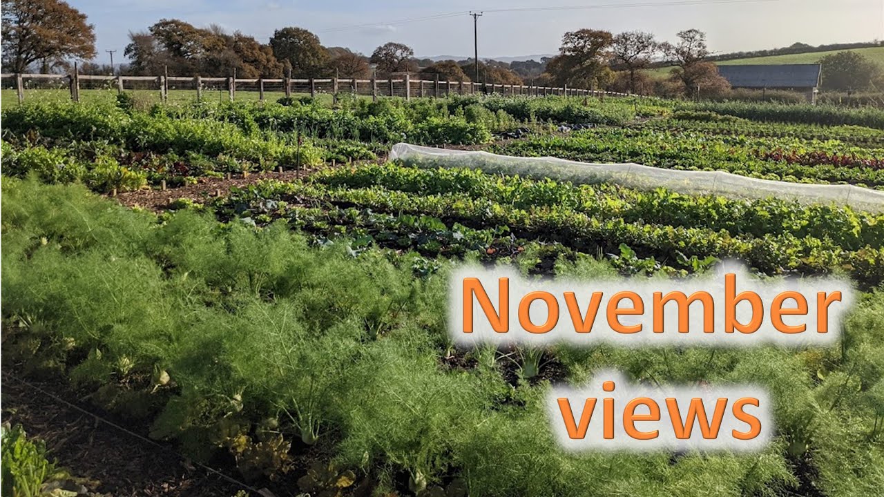 November views - YouTube