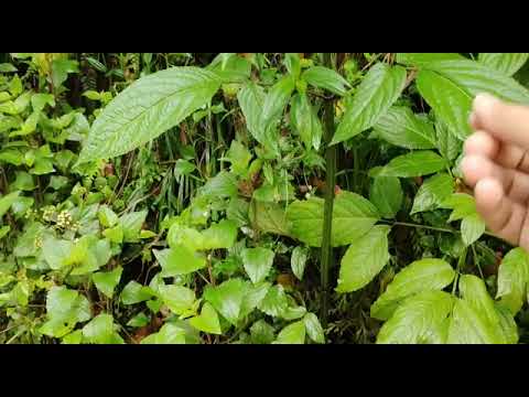 kandali plant from uttarakhand #uttarakhandi plant - YouTube