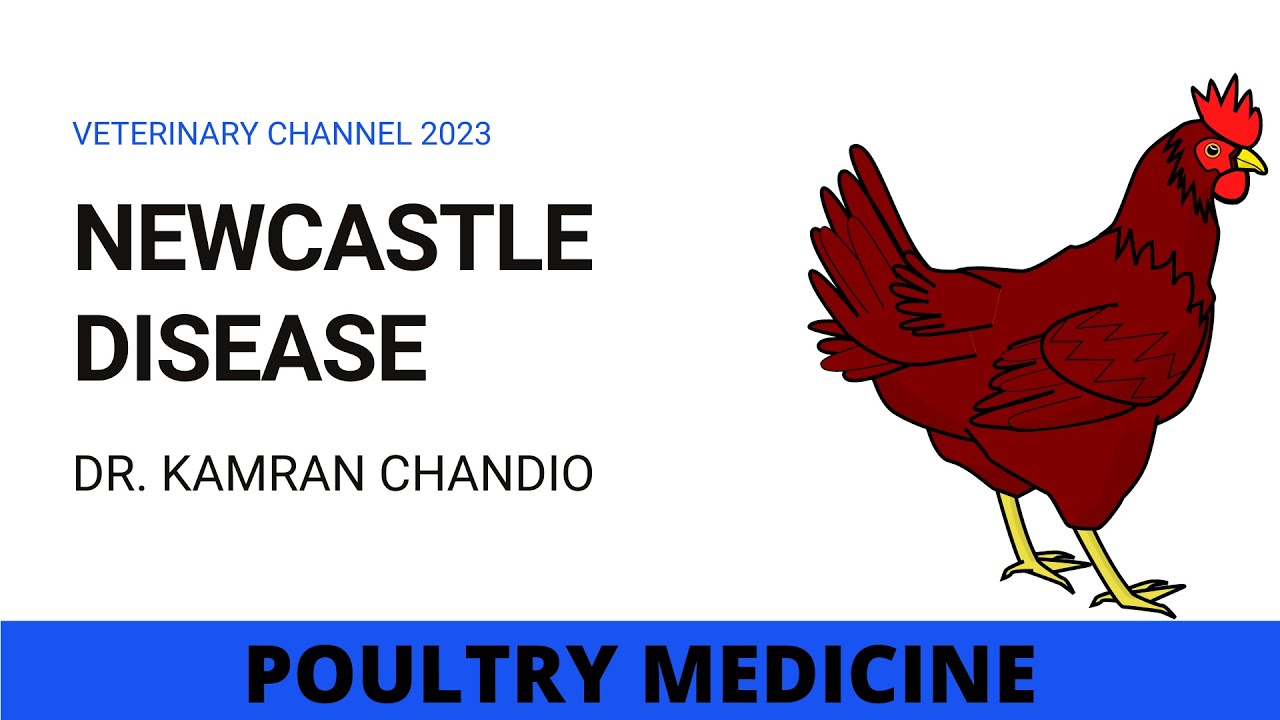 WHAT CAUSES NEWCASTLE DISEASE IN CHICKENS? - YouTube