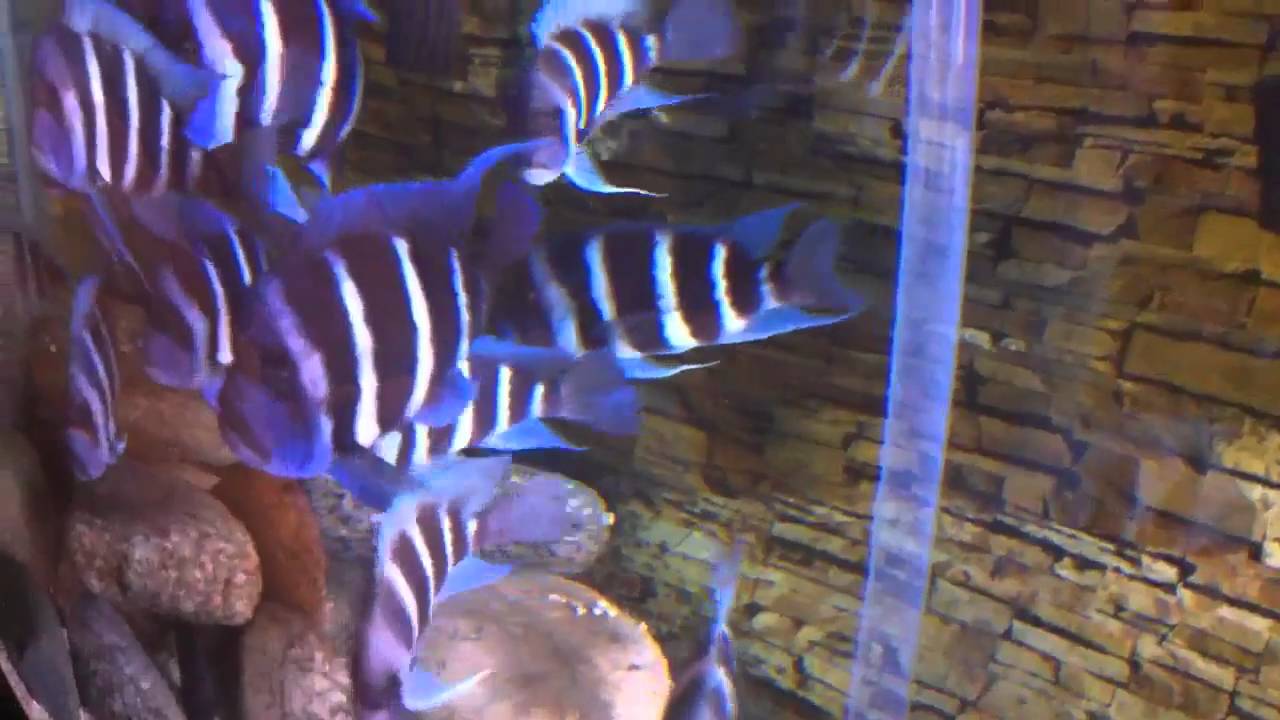 Kitumba frontosa colony - YouTube