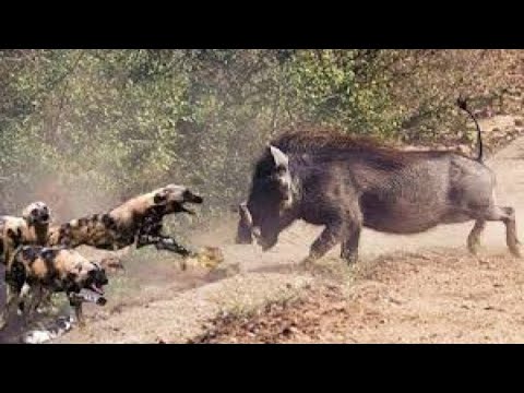 African wild dog huntingㅣWild Animal Attacksㅣ아프리카 들개 사냥능력! - YouTube