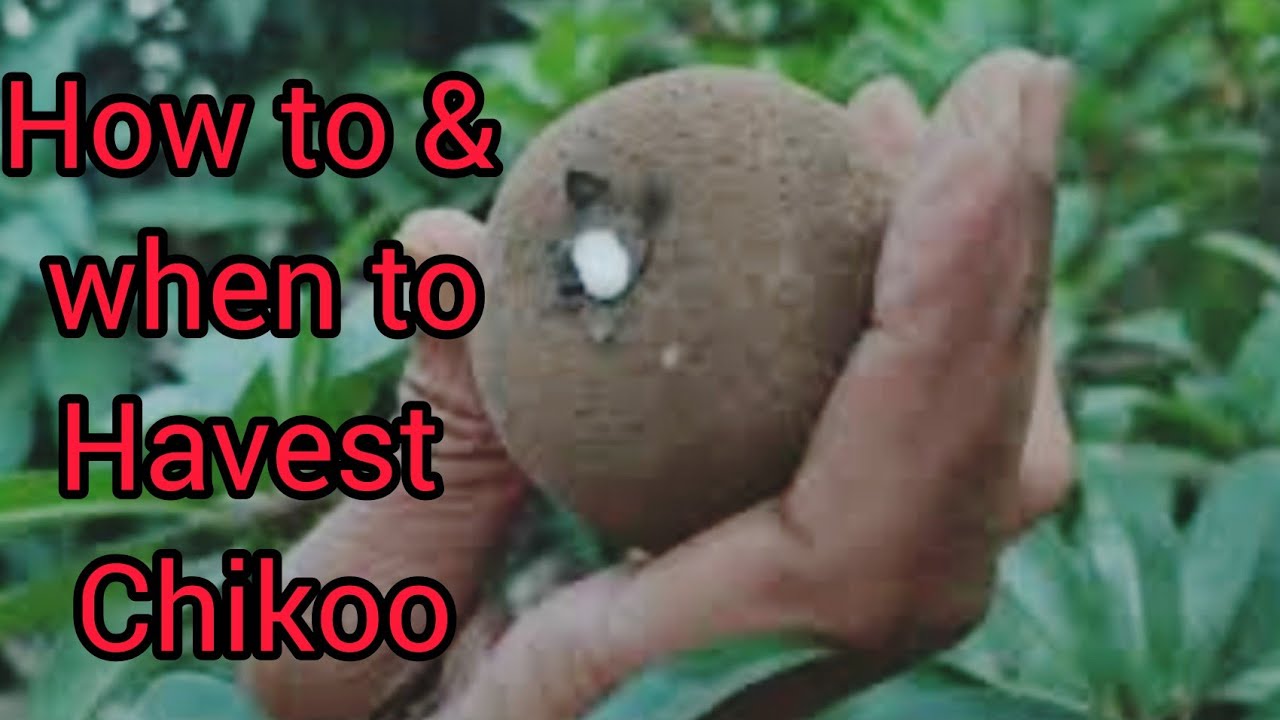Spota farming | Time to harvest Spodilla fruit | How to and when to ...