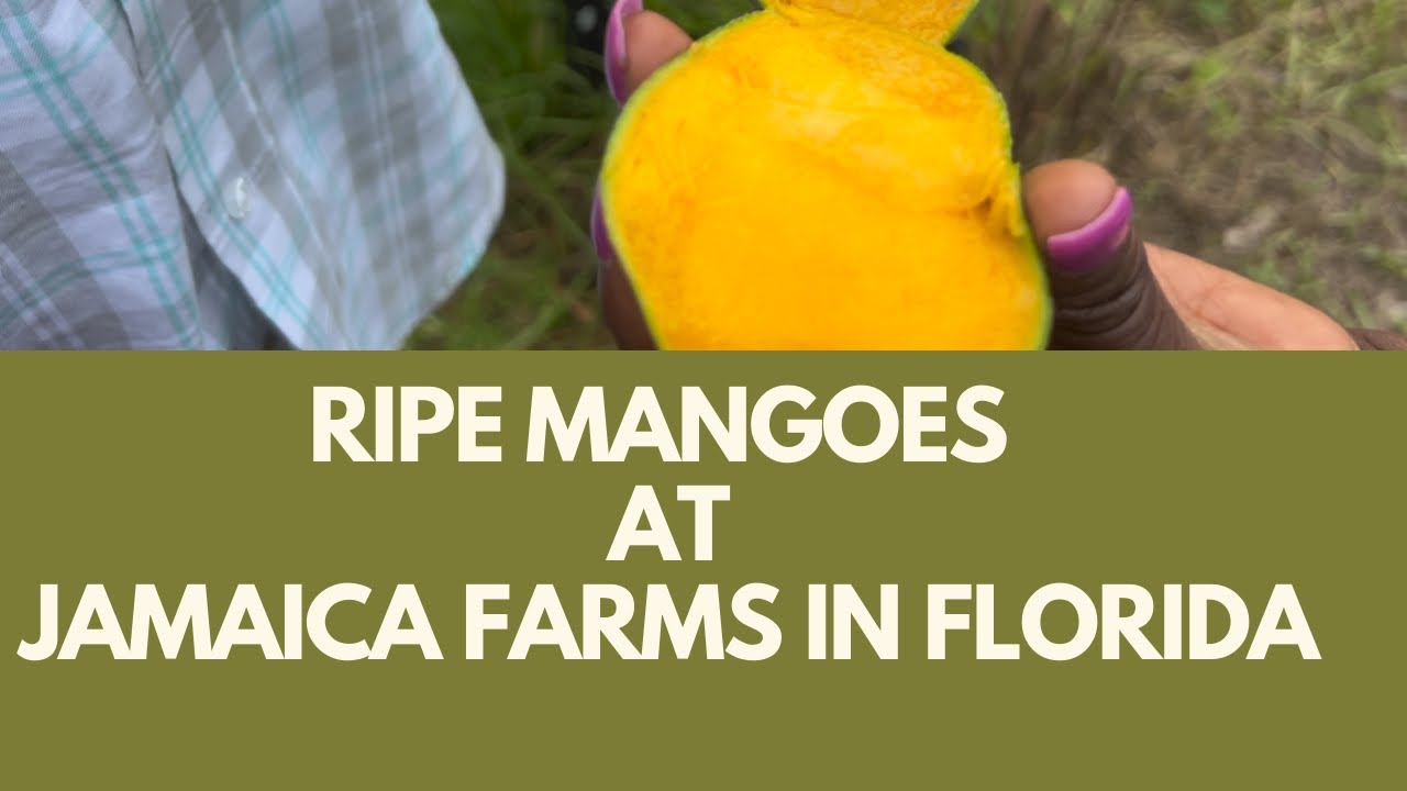 Mango Season at Jamaica Farms in Florida - YouTube