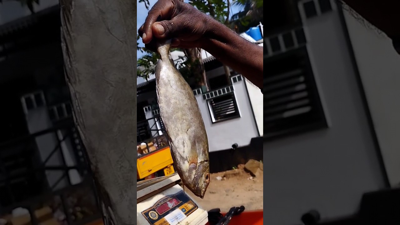 ഷാഫി എന്ന് പേരുള്ള മീനോ😱!!!The fish named "SHAFI"#fish #cooking - YouTube
