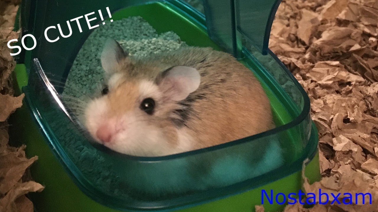 My Hamster, Hammond, Being Cute || Nostabxam - YouTube