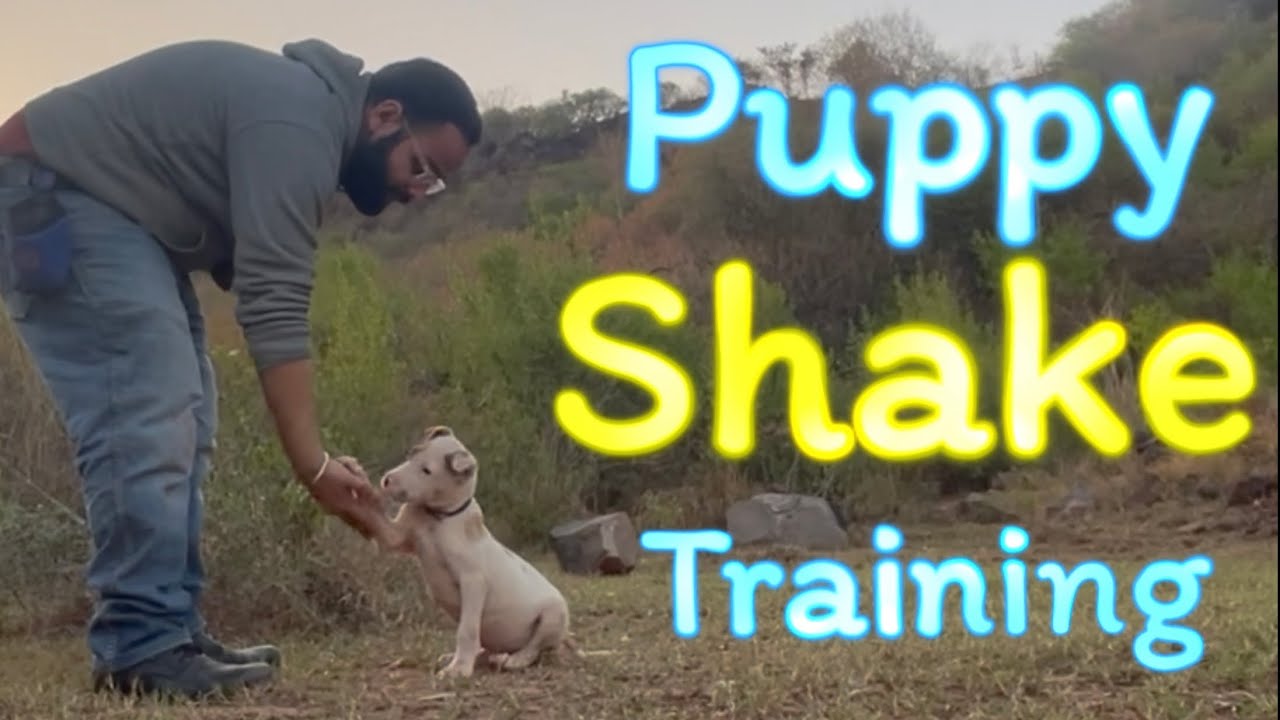 how to train a puppy to shake paw | Puppy training - YouTube