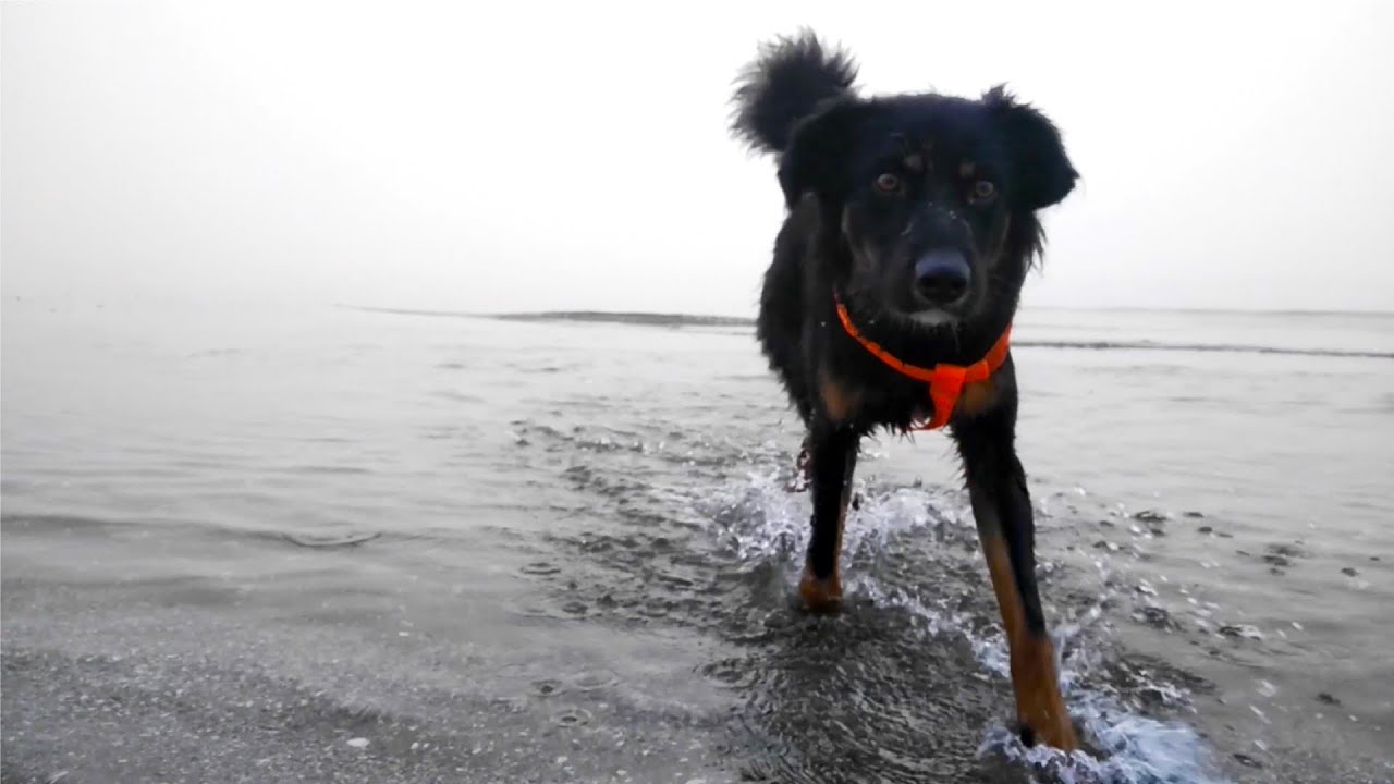 The mist dog - YouTube