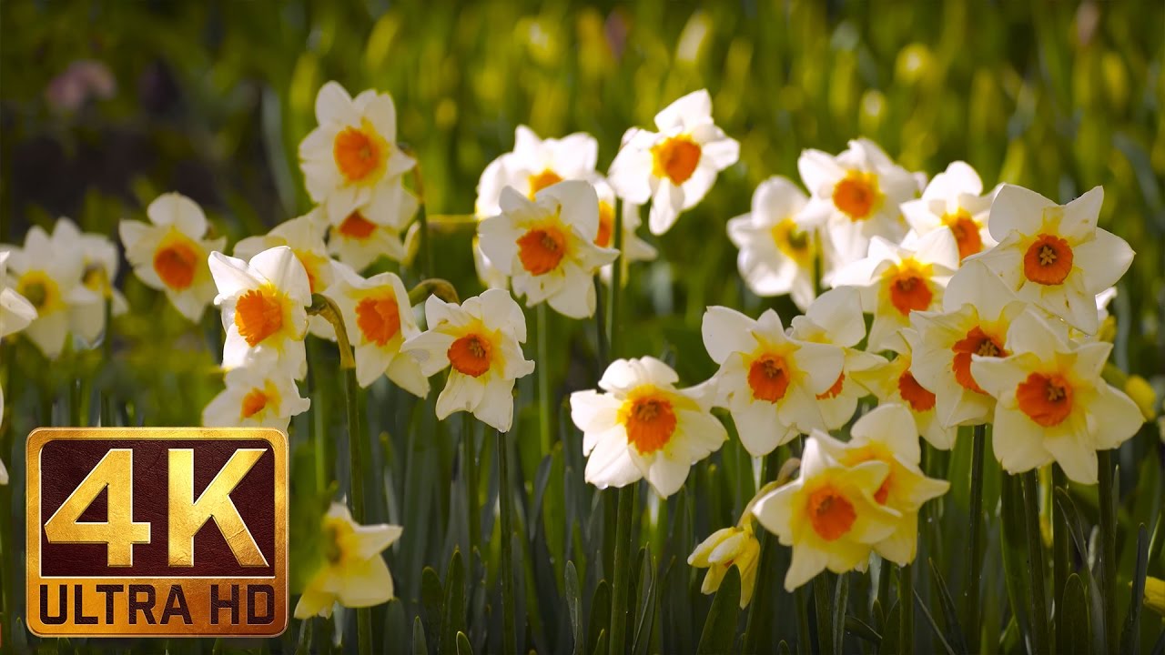 Daffodils Flower Hd Images | Best Flower Site