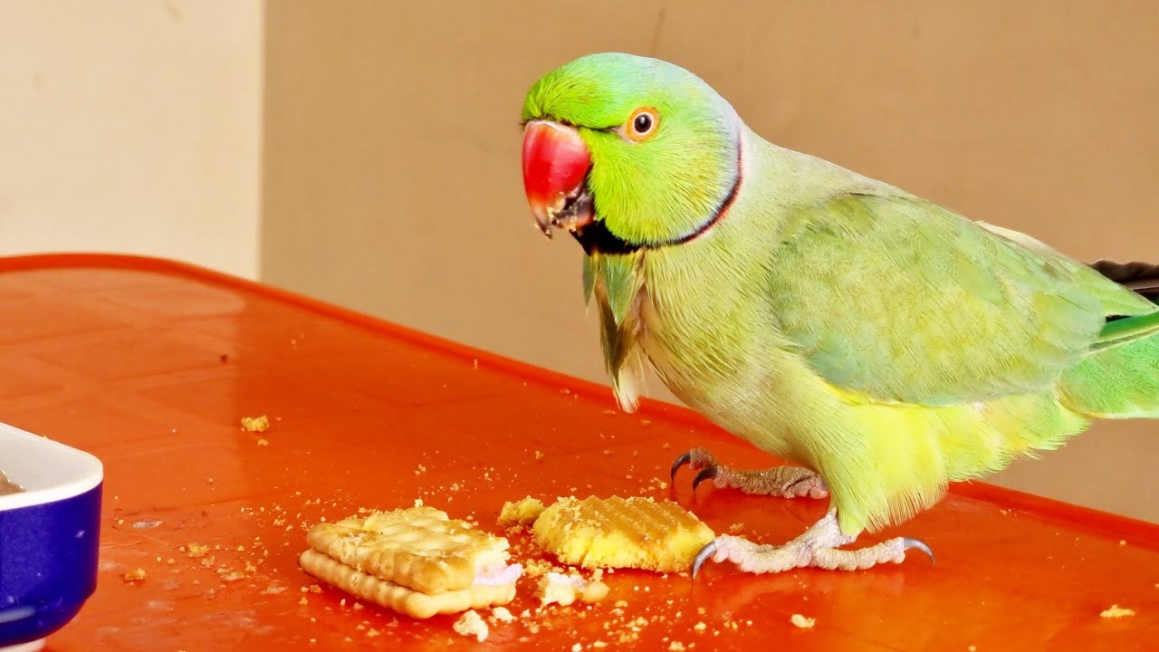 Parrot Eating Biscuits 🍥 / Green Parrot Talking And Eating / Indian ...